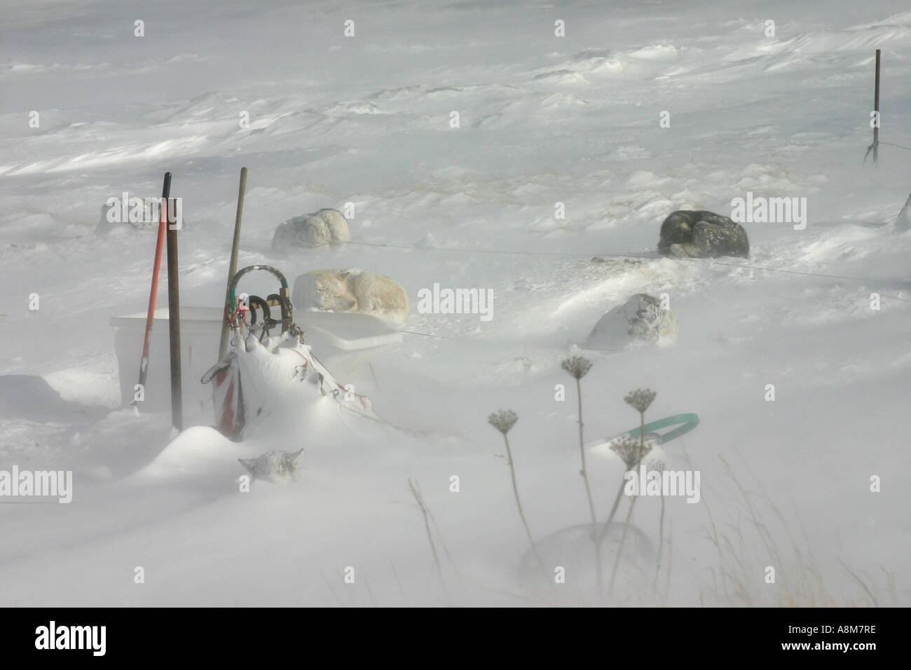 Dogs on tether line after blizzard hi-res stock photography and images ...