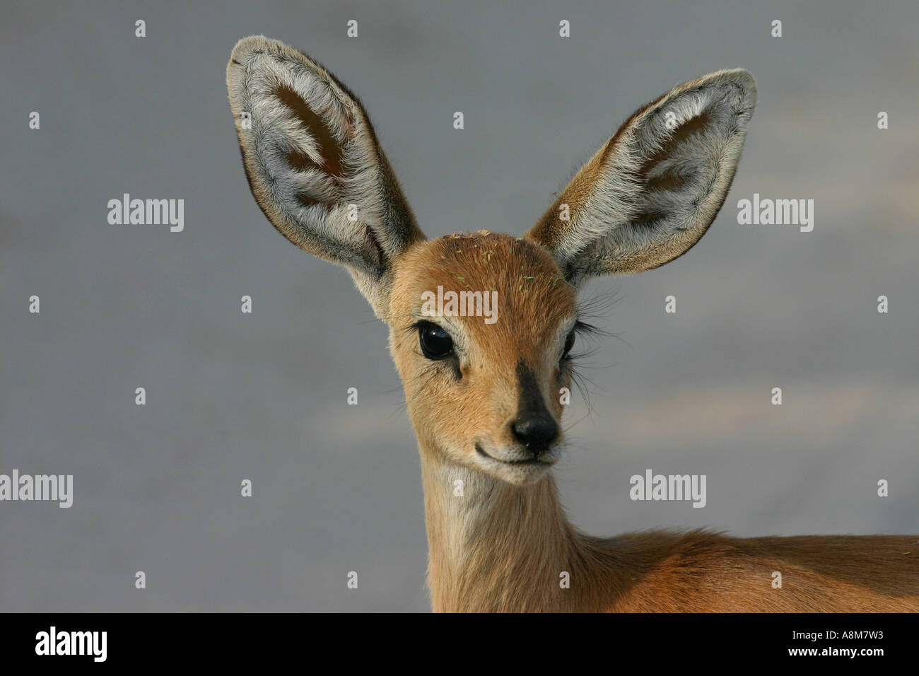 Steenbuck female hi-res stock photography and images - Alamy