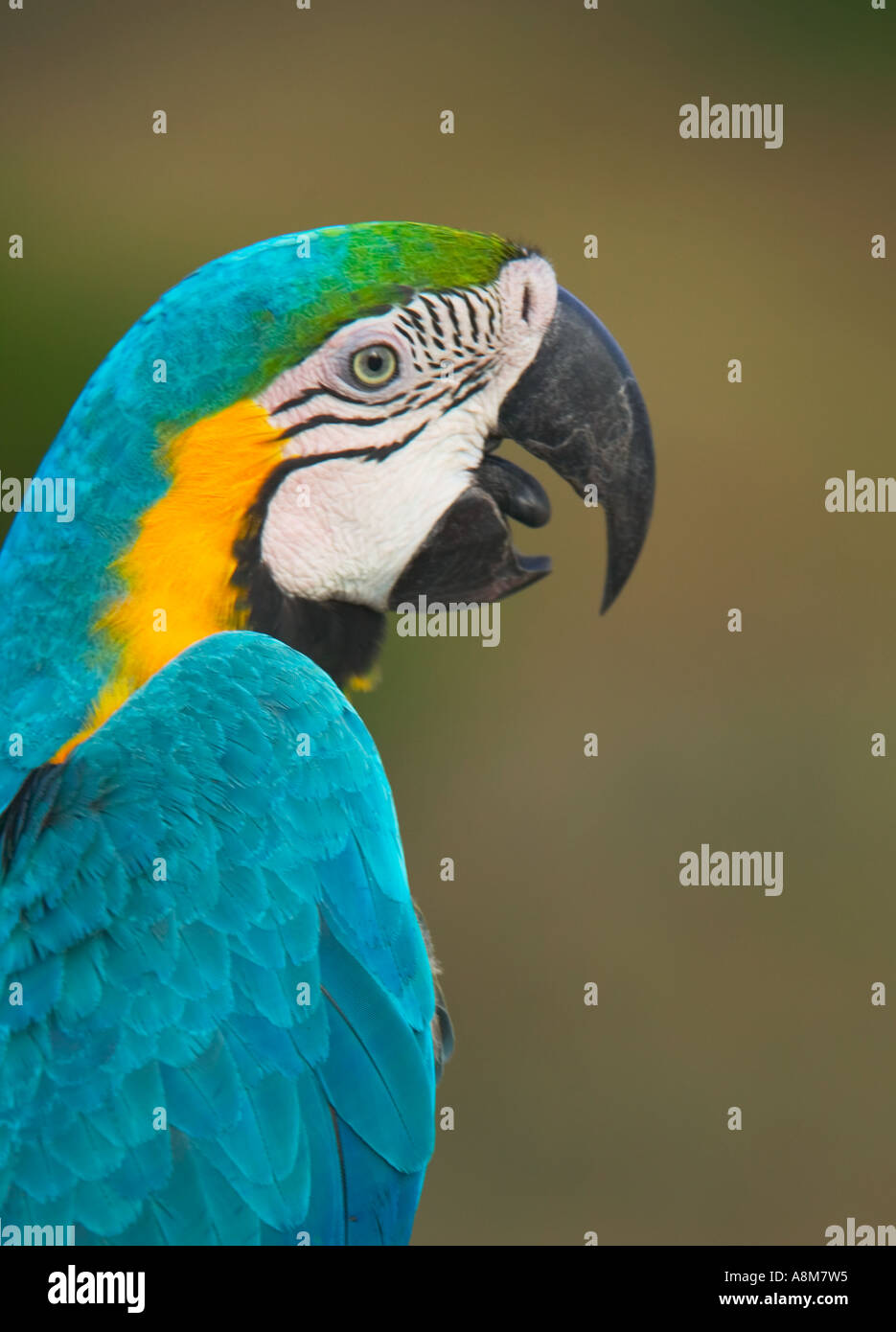 A Blue Yellow Macaw Ara ararauna Manaus Amazonas state Brazil Stock ...