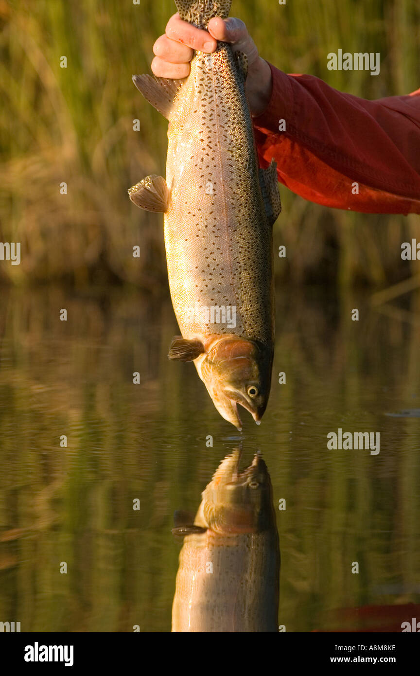 Releasing of trout hi-res stock photography and images - Alamy