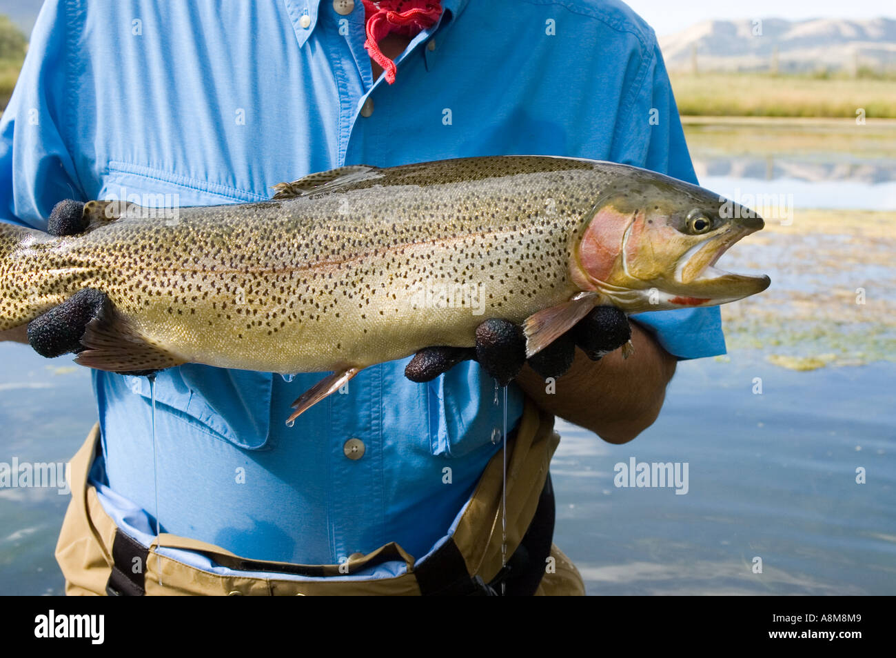 Releasing rainbow trout from fishing hi-res stock photography and ...