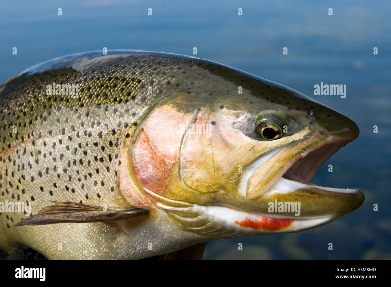 Hybrid Trout High Resolution Stock Photography and Images - Alamy