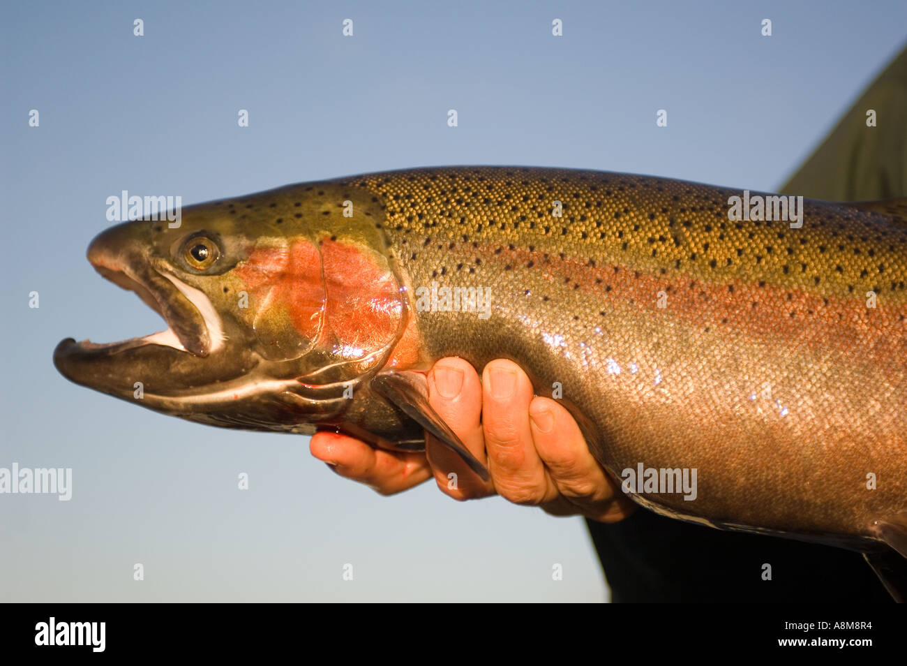 USA IDAHO Fisherman releasing large Steelhead Rainbow Trout on the ...