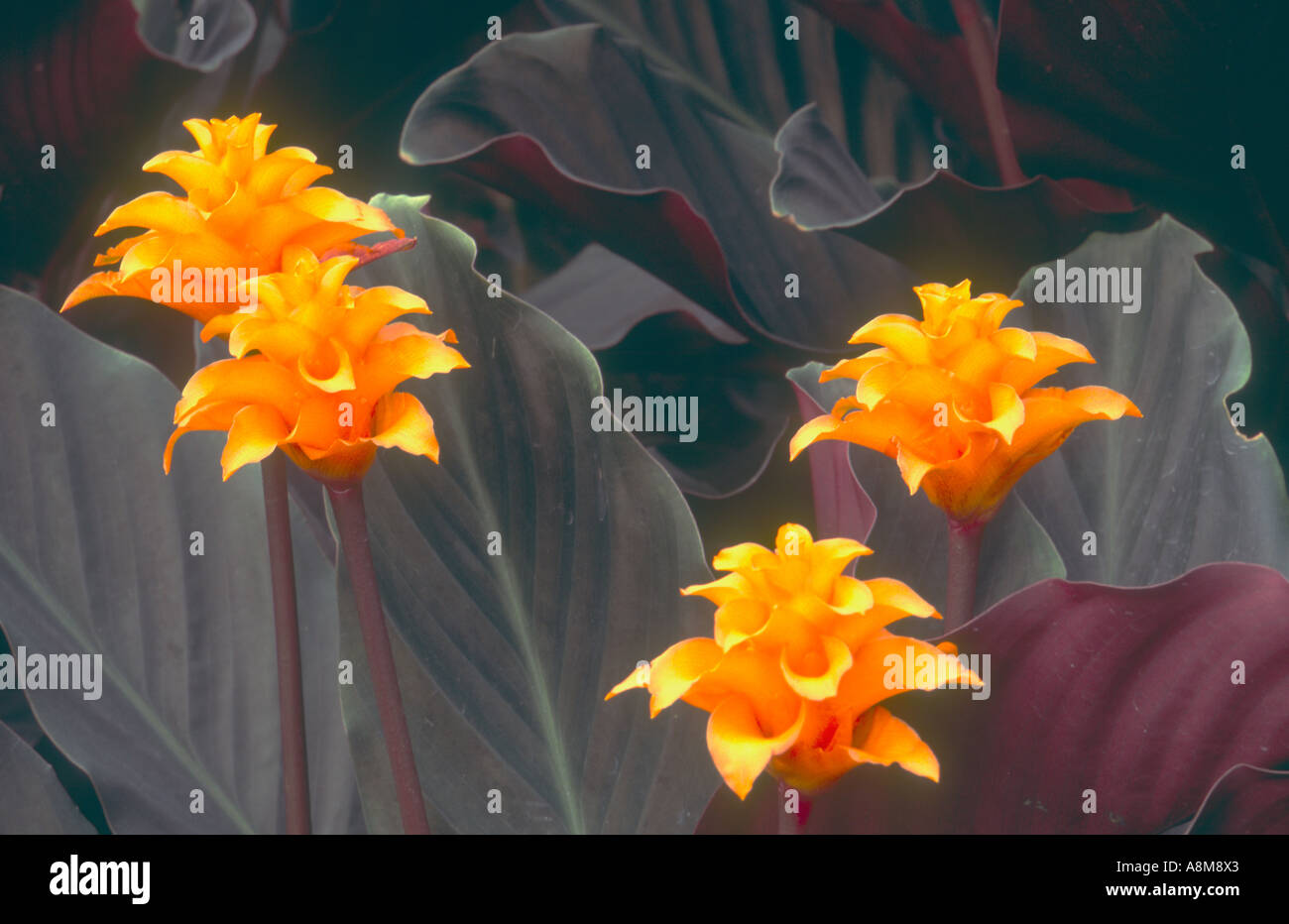 Calathea plants in flower Stock Photo - Alamy