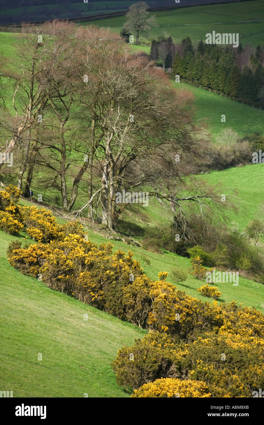 Hillside view in early spring with gorse bushes in flower nr Cerne ...