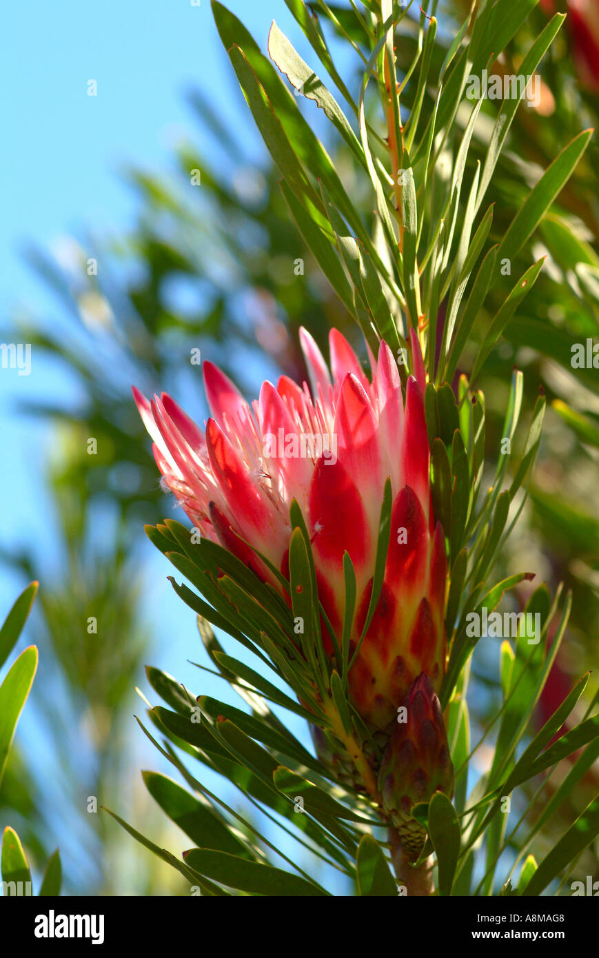 Protea Repens Embers Flower at Kirstenbosch National Botanic Garden ...
