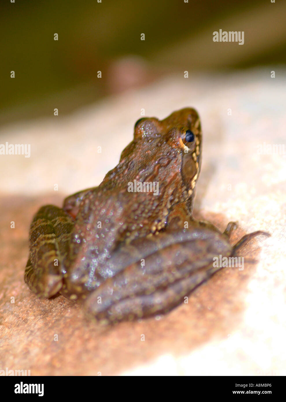 Common River Frog Sitting on a Rock At Cathedral Peak Hotel Drakensberg ...