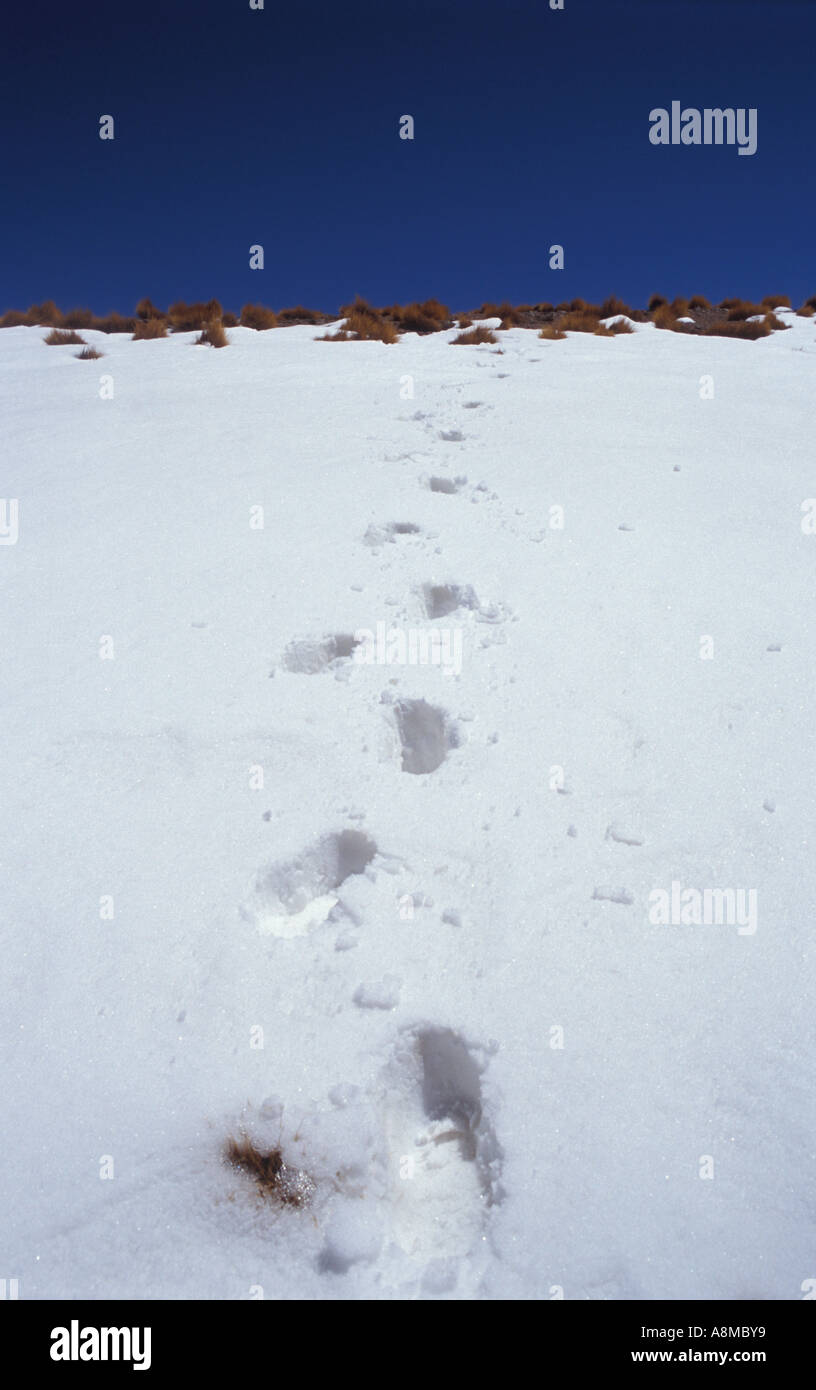 Footsteps in snow hi-res stock photography and images - Alamy