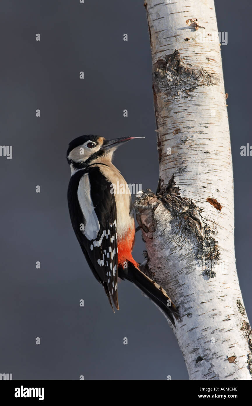 Great Spotted Woodpecker Stock Photo - Alamy