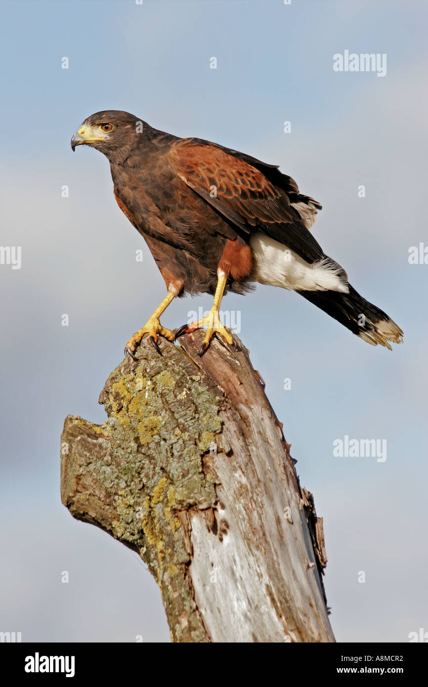 Harris Hawk (c Stock Photo - Alamy