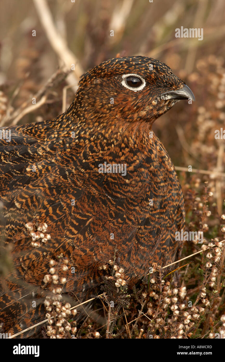 Red grouse derbyshire hi-res stock photography and images - Alamy