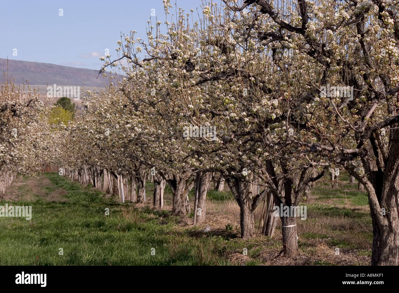 Pear blossom close up tree trees flowers in flower hi-res stock ...
