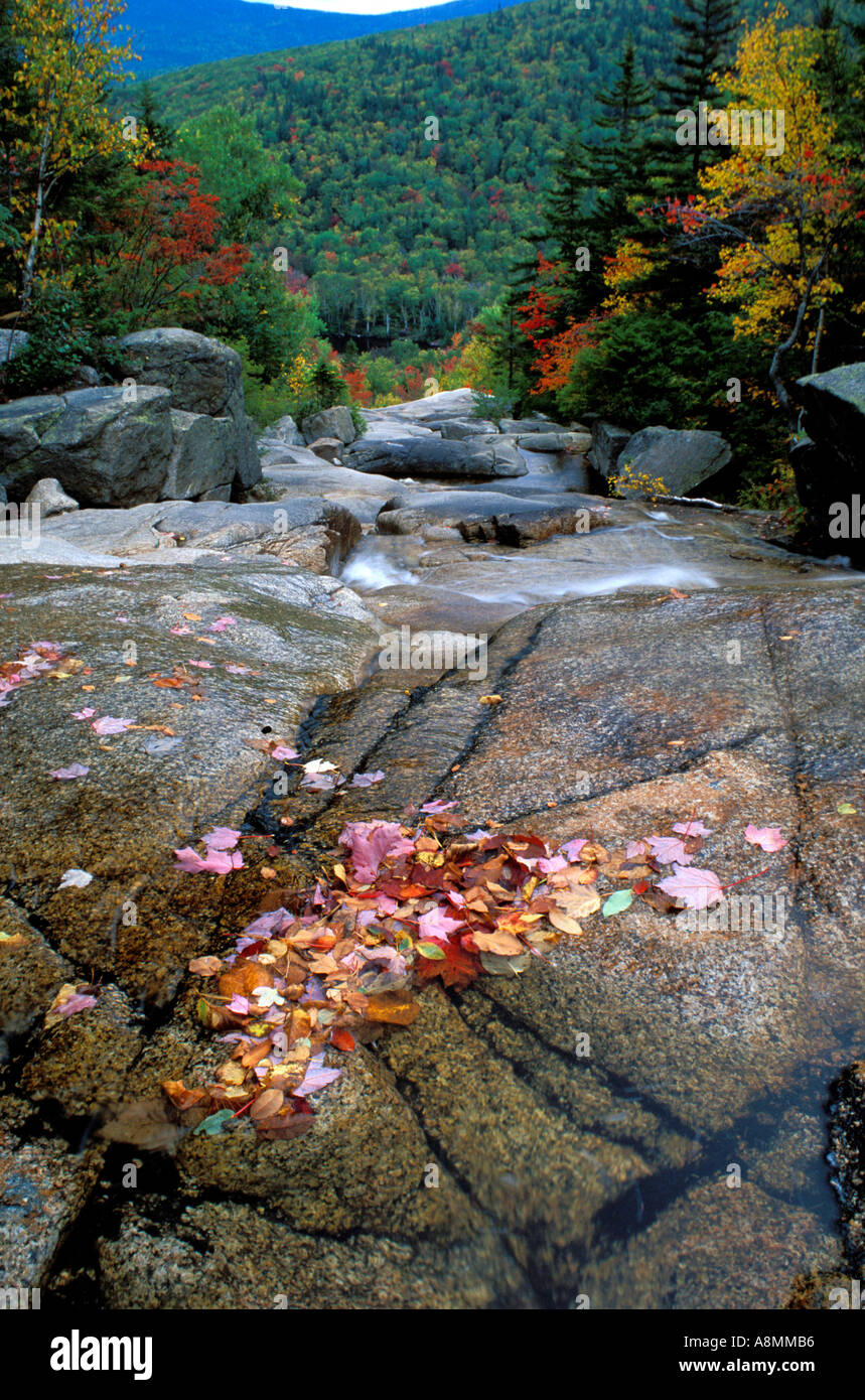 Floating autumn leaves on a brook hi-res stock photography and images ...