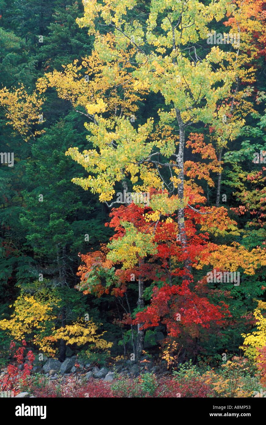 Big tooth aspen hi-res stock photography and images - Alamy