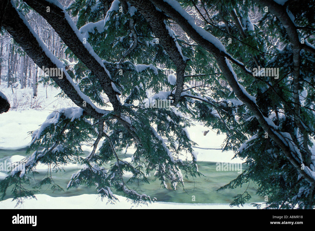 Snow and Eastern Hemlock Swift River NH Stock Photo - Alamy