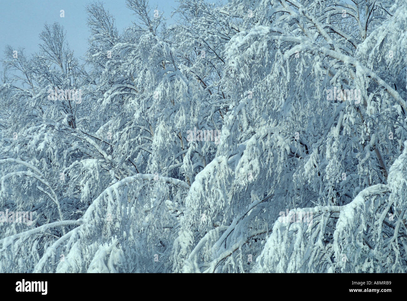 Snow covered trees in New Hampshire s White Mountains Kancamagus ...