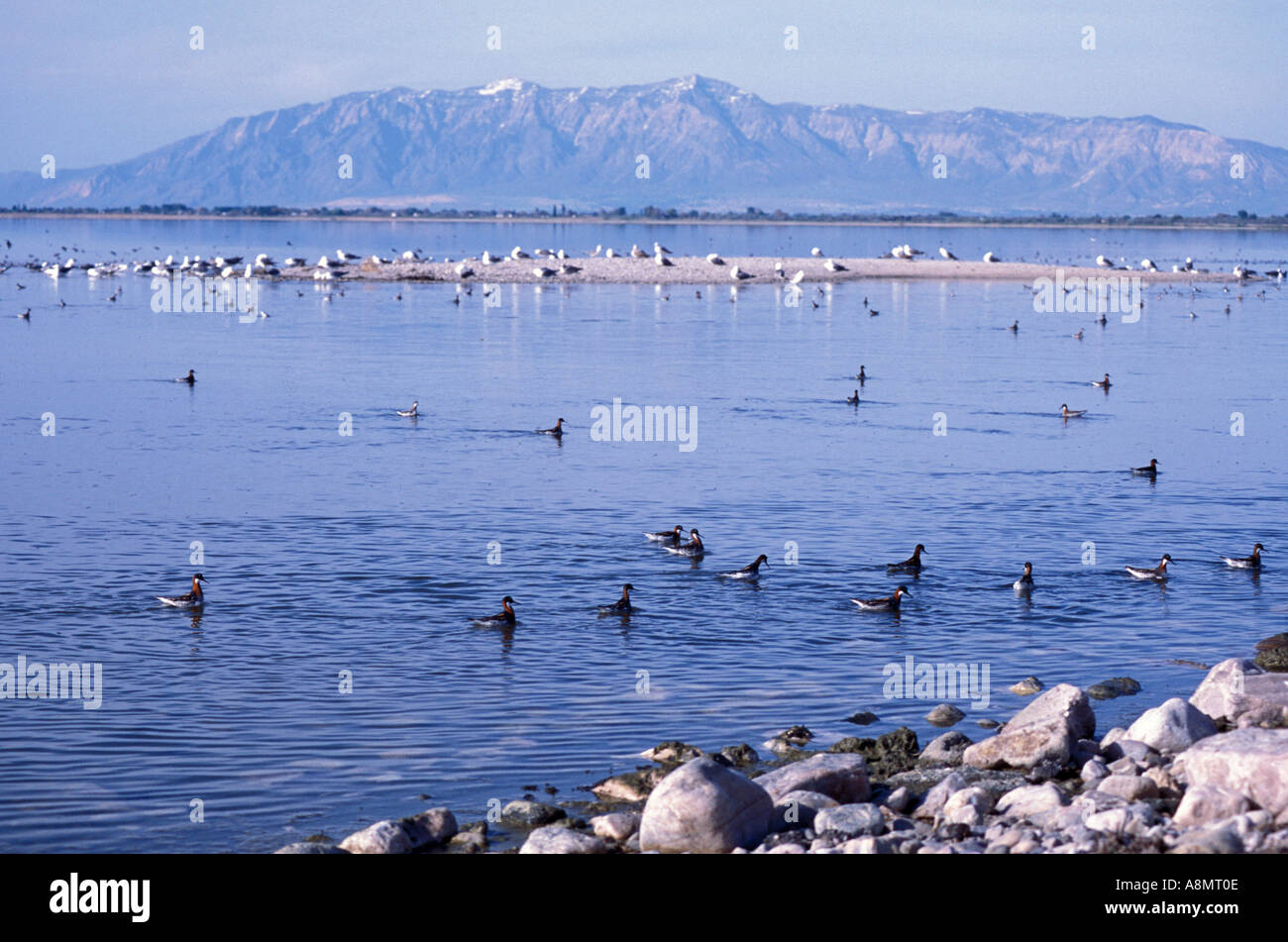 Great salt lake utah animals hi-res stock photography and images - Alamy