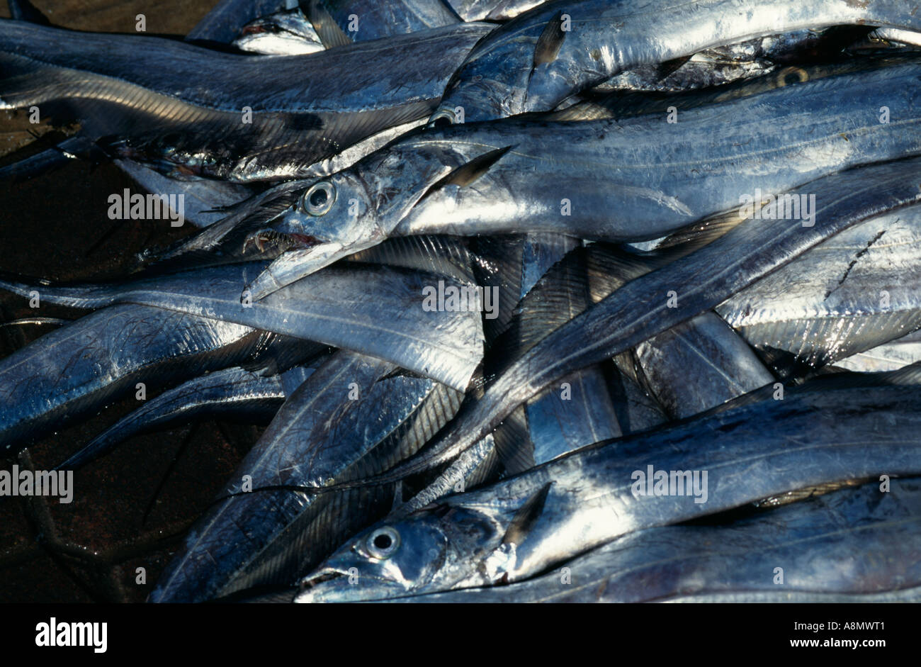 Fish on a market stall in Mutrah, Muscat Oman Stock Photo - Alamy