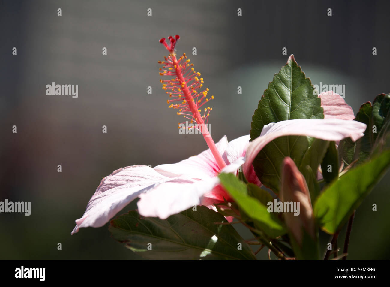 Australian pink hibiscus flower hi-res stock photography and images - Alamy