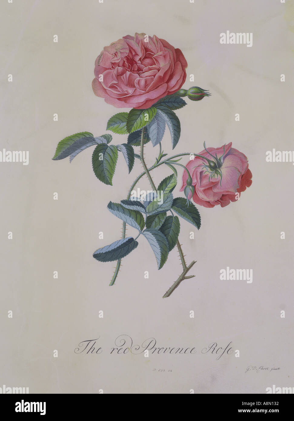 Ehret rose hi-res stock photography and images - Alamy