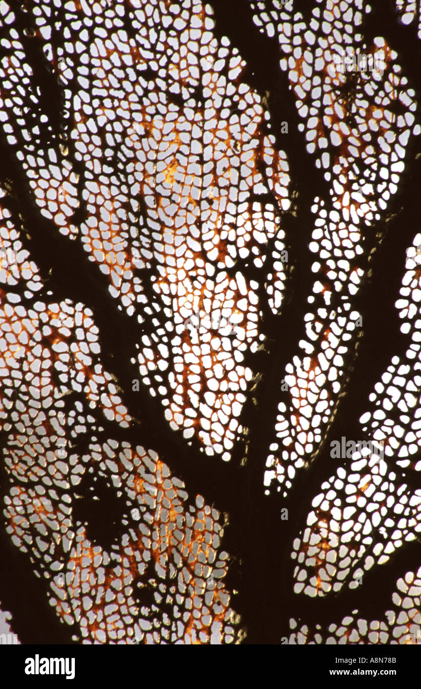 Dead Coral close up Stock Photo - Alamy