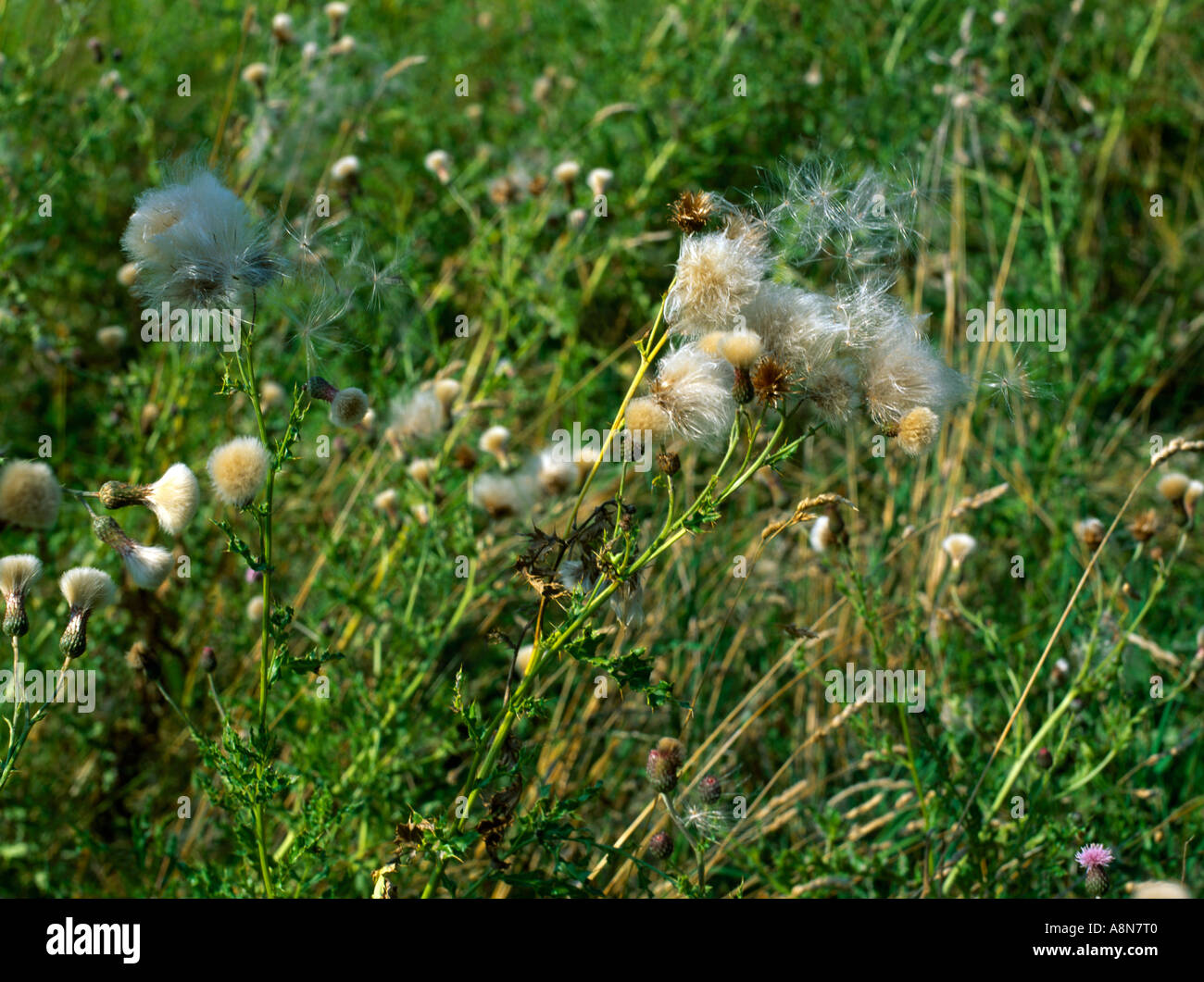 Dispersing hi-res stock photography and images - Alamy