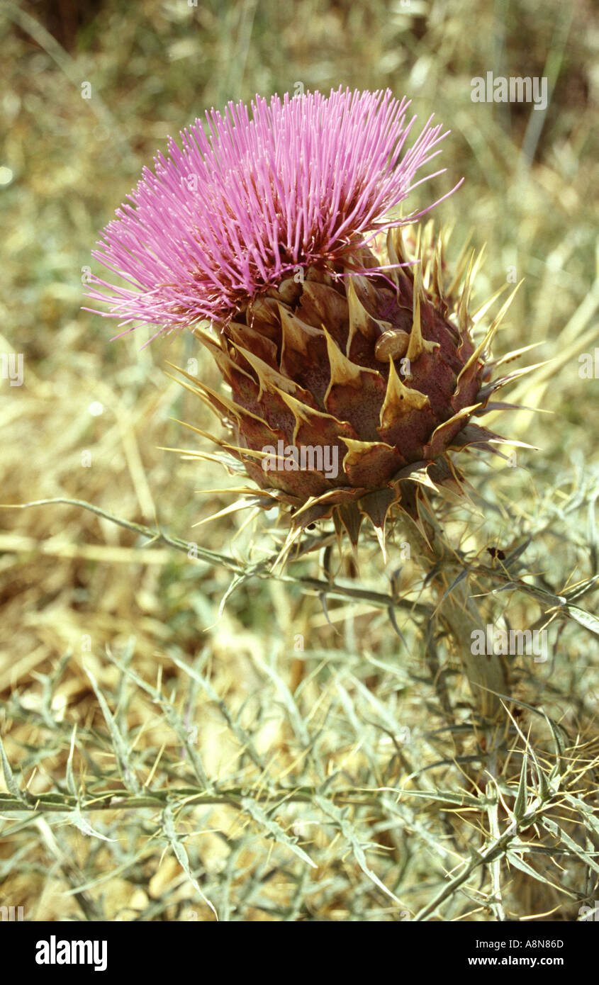 Spear Thistle Spain Stock Photo - Alamy