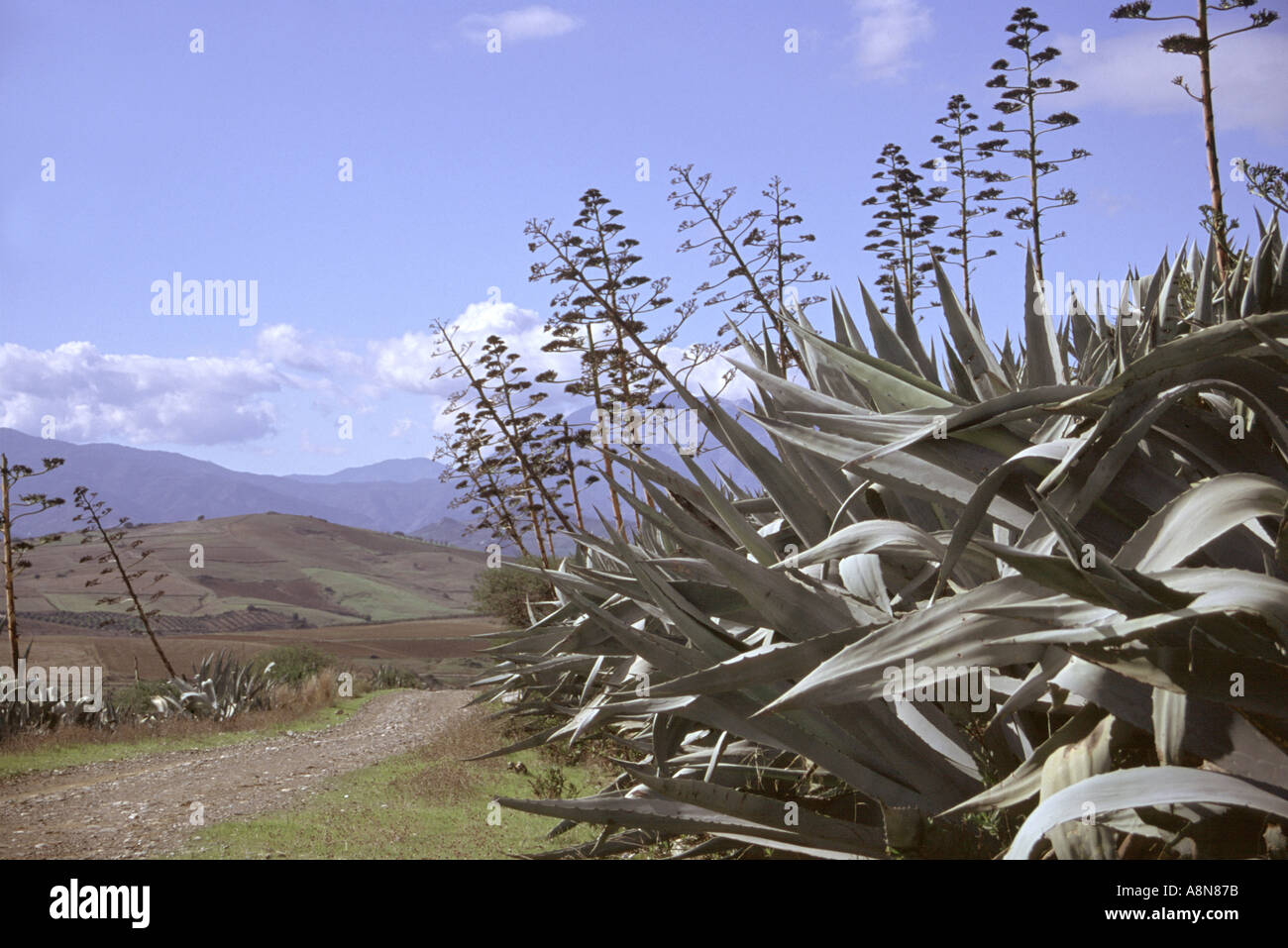 Tall Agave Stem High Resolution Stock Photography and Images - Alamy