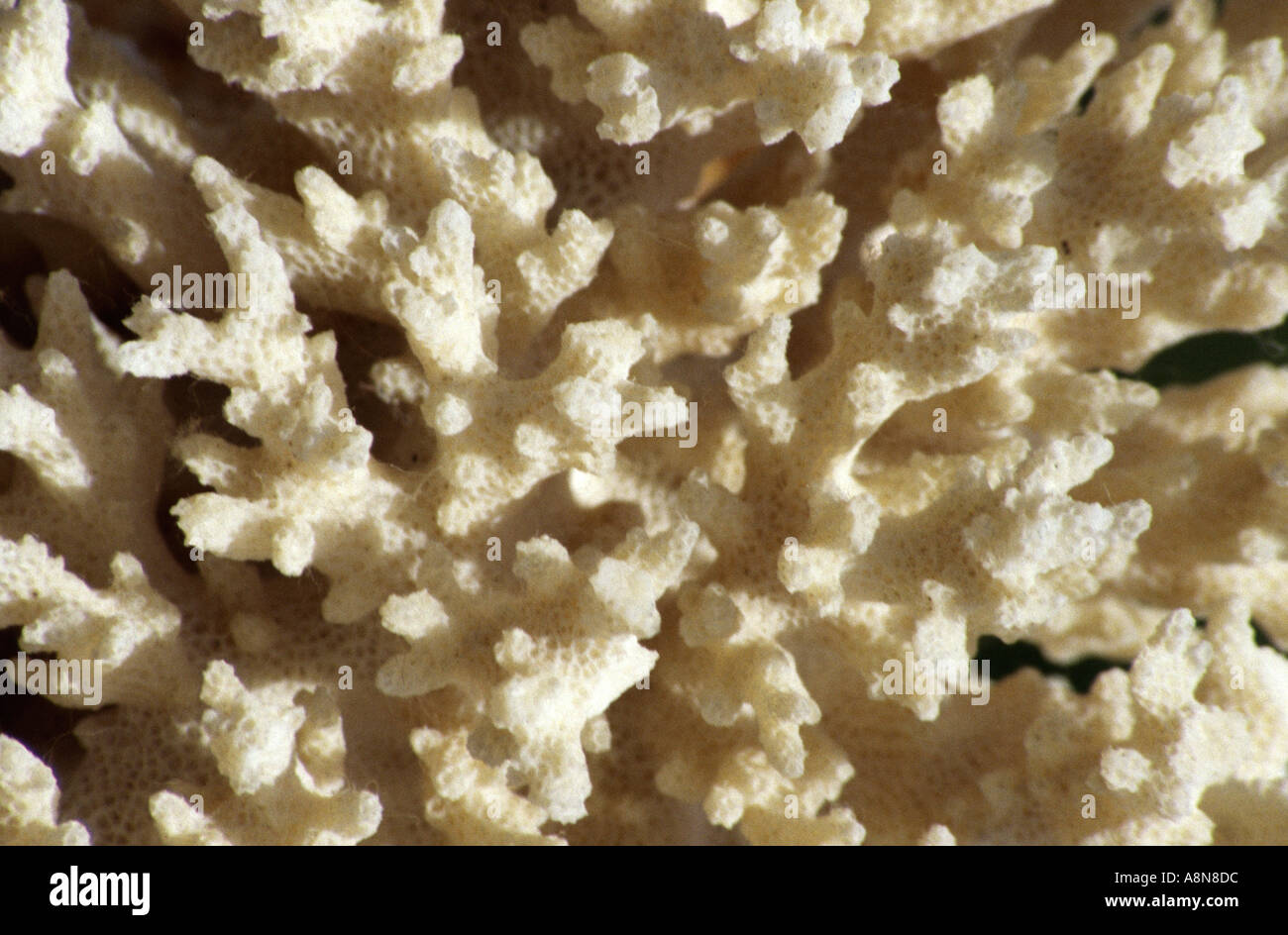 Dead Coral Close Up Stock Photo - Alamy