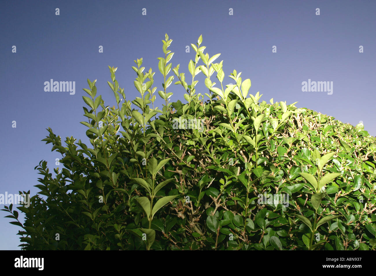 Privet ligustrum hedge plant flower cut clipping overgrown blue sky hi ...