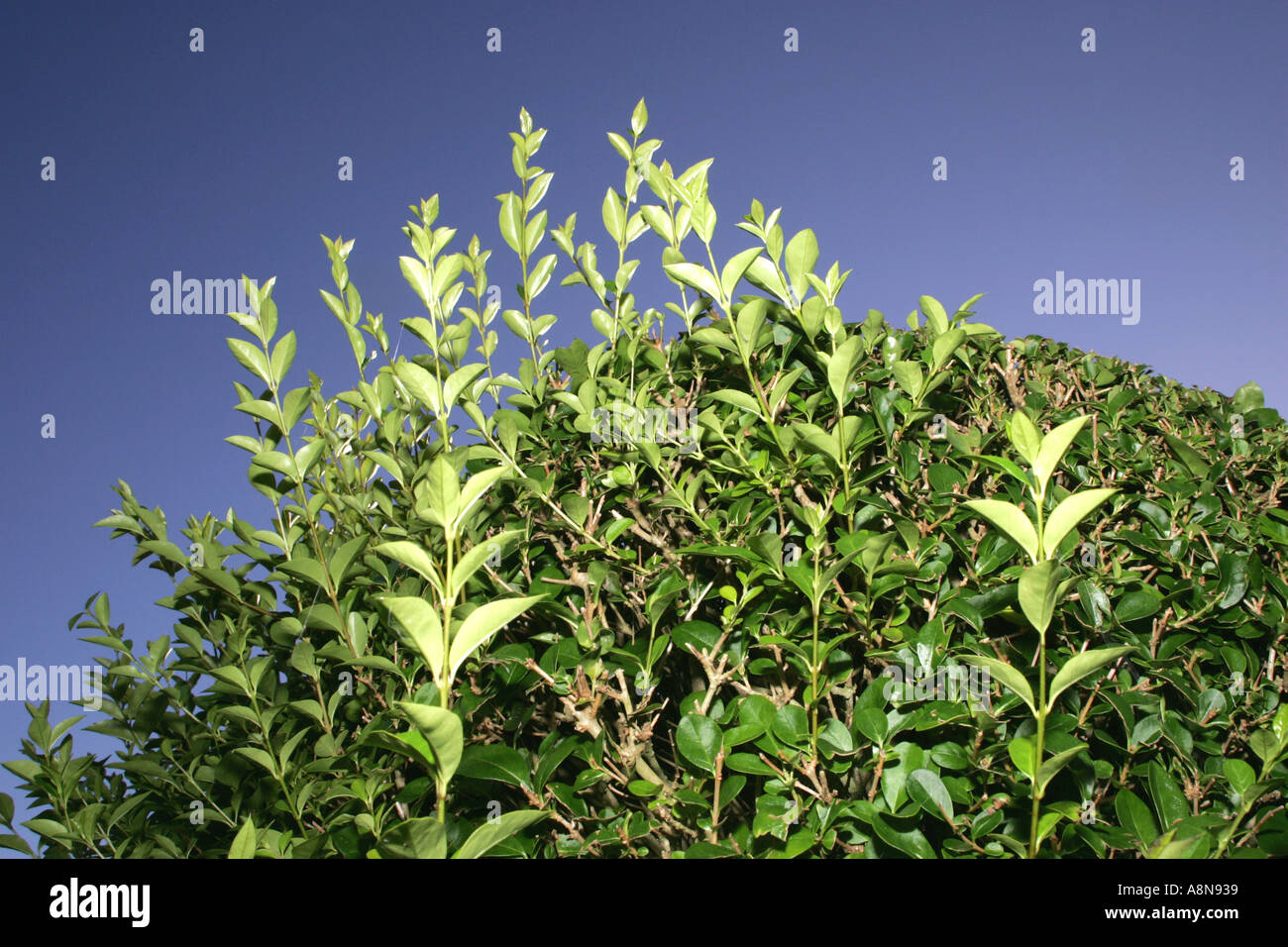 Privet ligustrum hedge plant flower cut clipping overgrown blue sky hi ...
