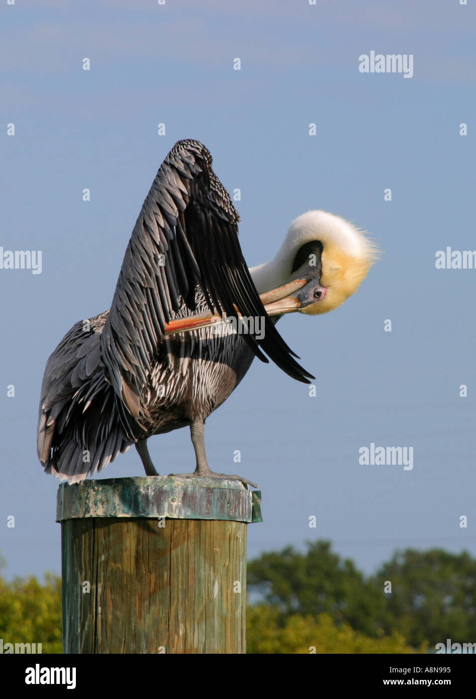 Adult Brown Pelican Florida USA Stock Photo - Alamy