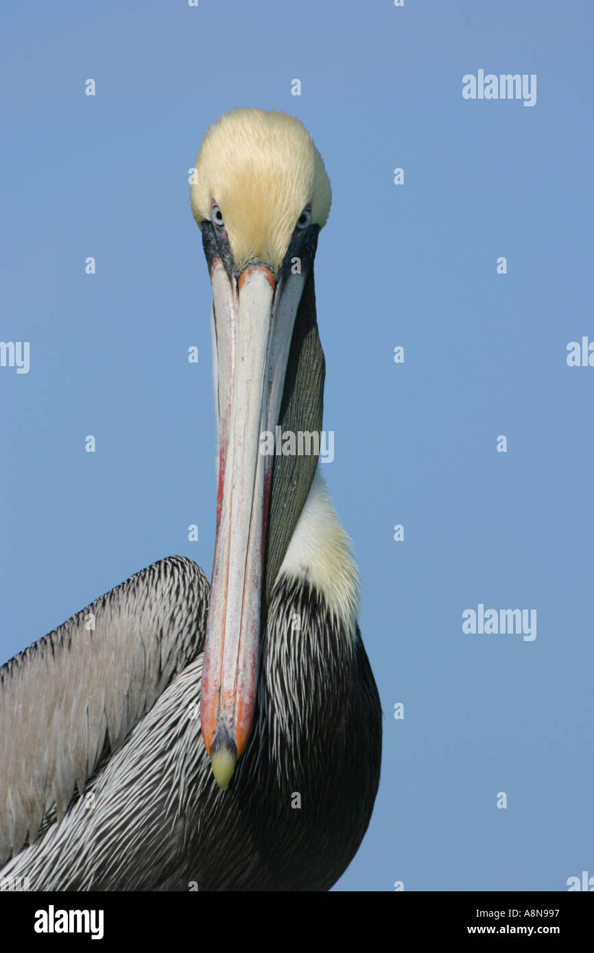 Adult Brown Pelican Florida USA Stock Photo - Alamy