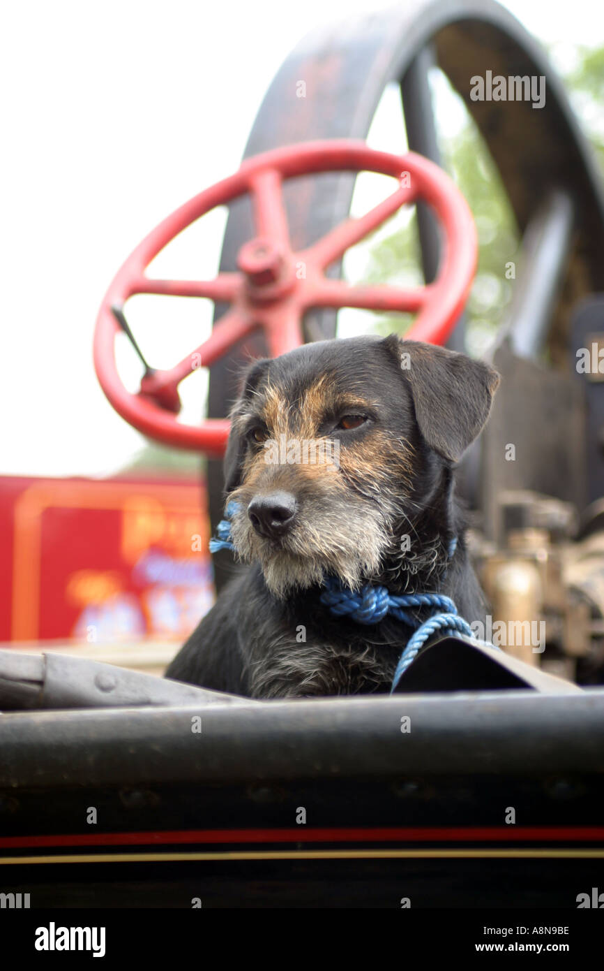 Steam traction engine dog English history history of farming Victorian ...