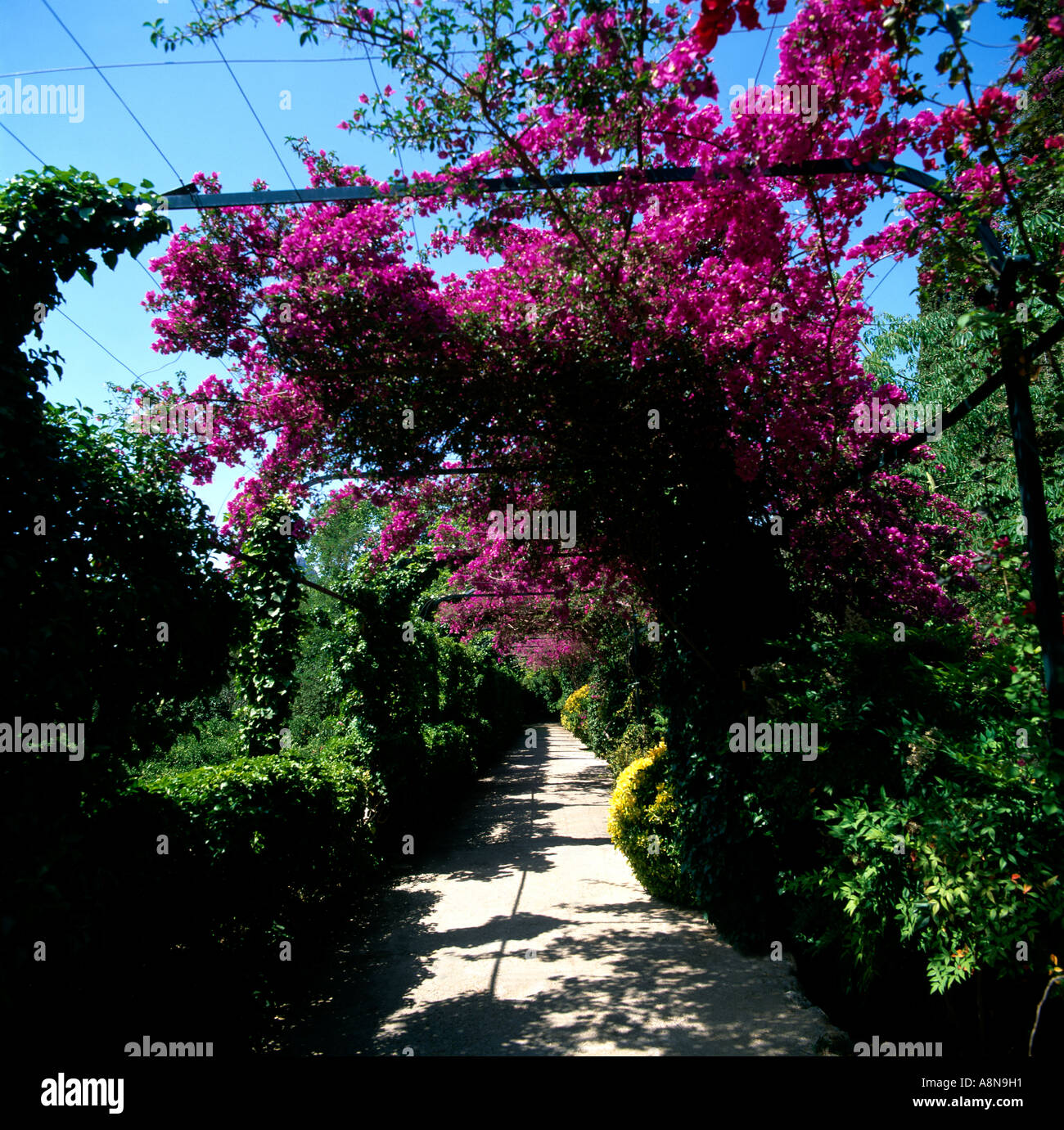 Majorca ( Mallorca ) Balearic Islands Spain Gardens Of Alfabia Trees ...