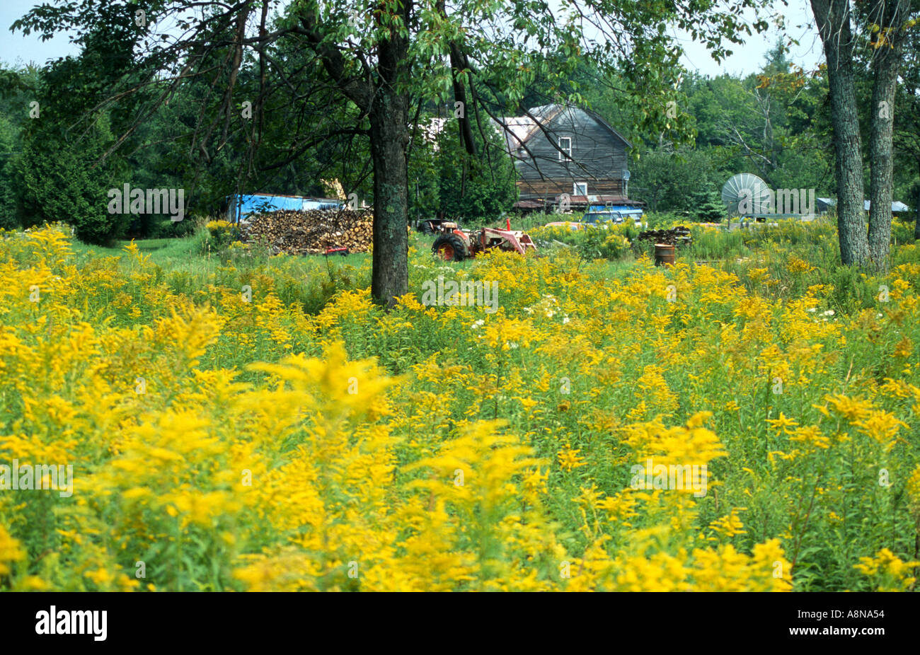 Field of yellow flowers in a neglected farmyard near Malone NY ...