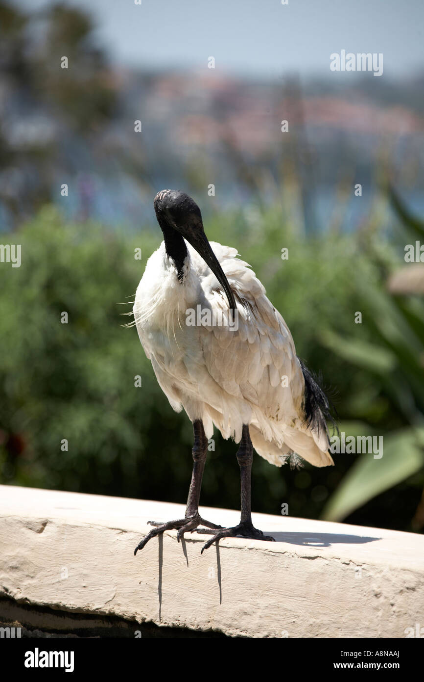 Common Ibis in Government House gardens in Sydney New South Wales NSW ...