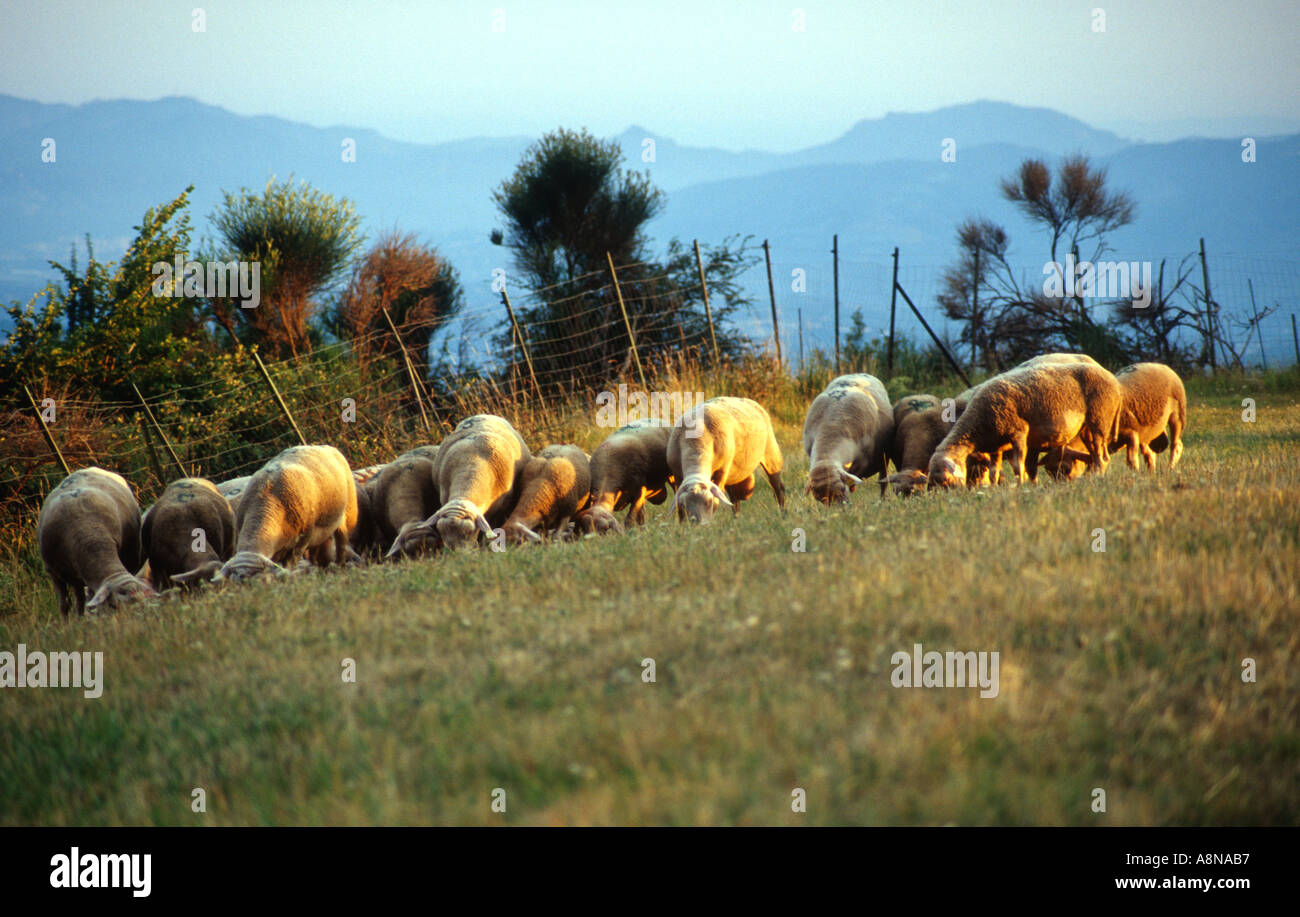sheep grazing Les Courmettes Tourettes sur Loup Alpes Maritime South of ...