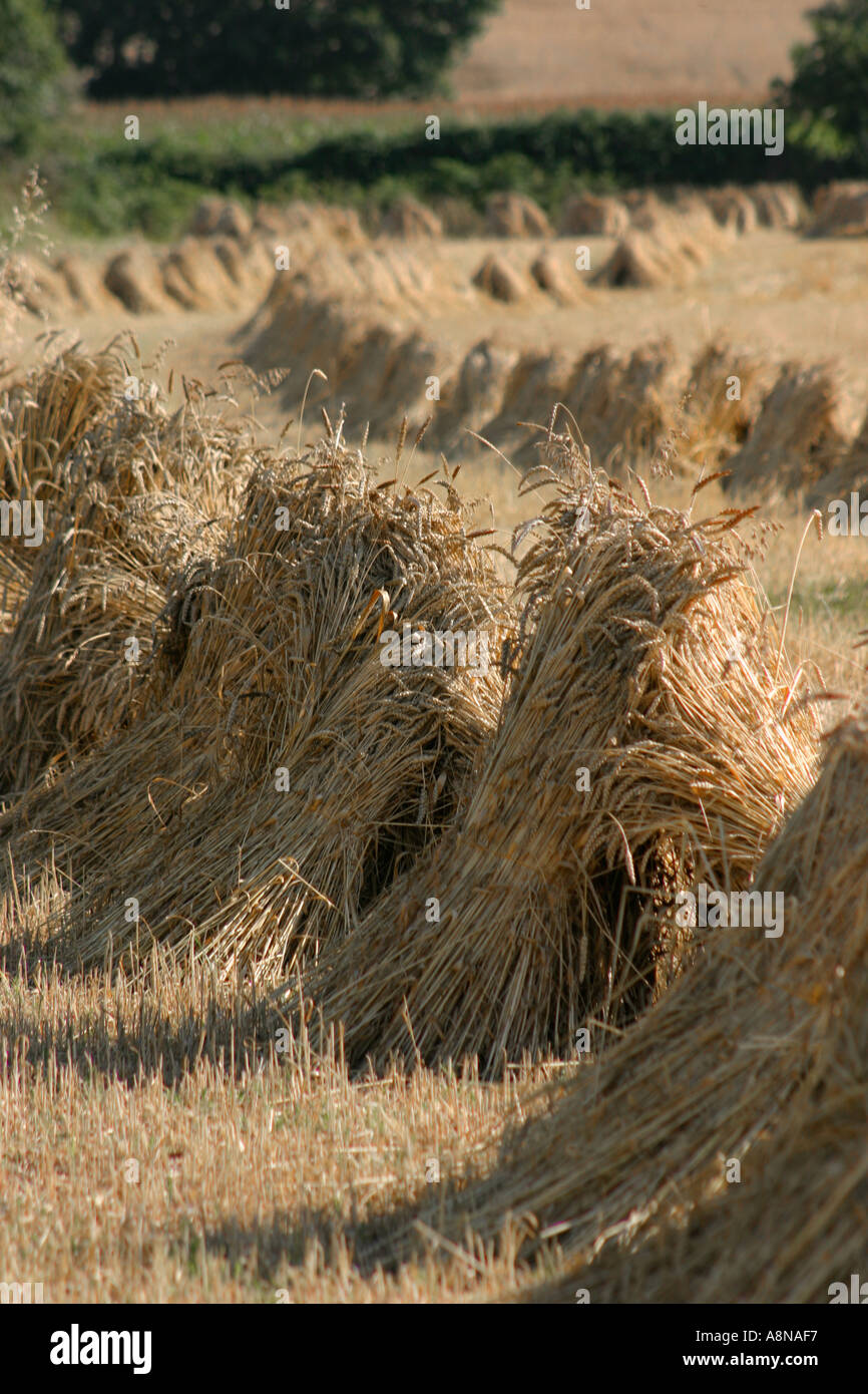 Wheat Stooks used for roof thatching in rows drying in the sun Stock ...