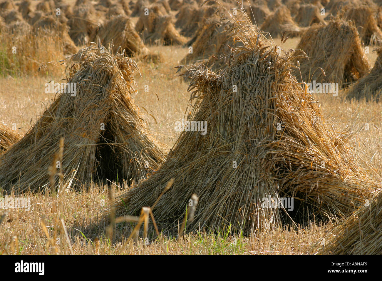 Stooks hi-res stock photography and images - Alamy