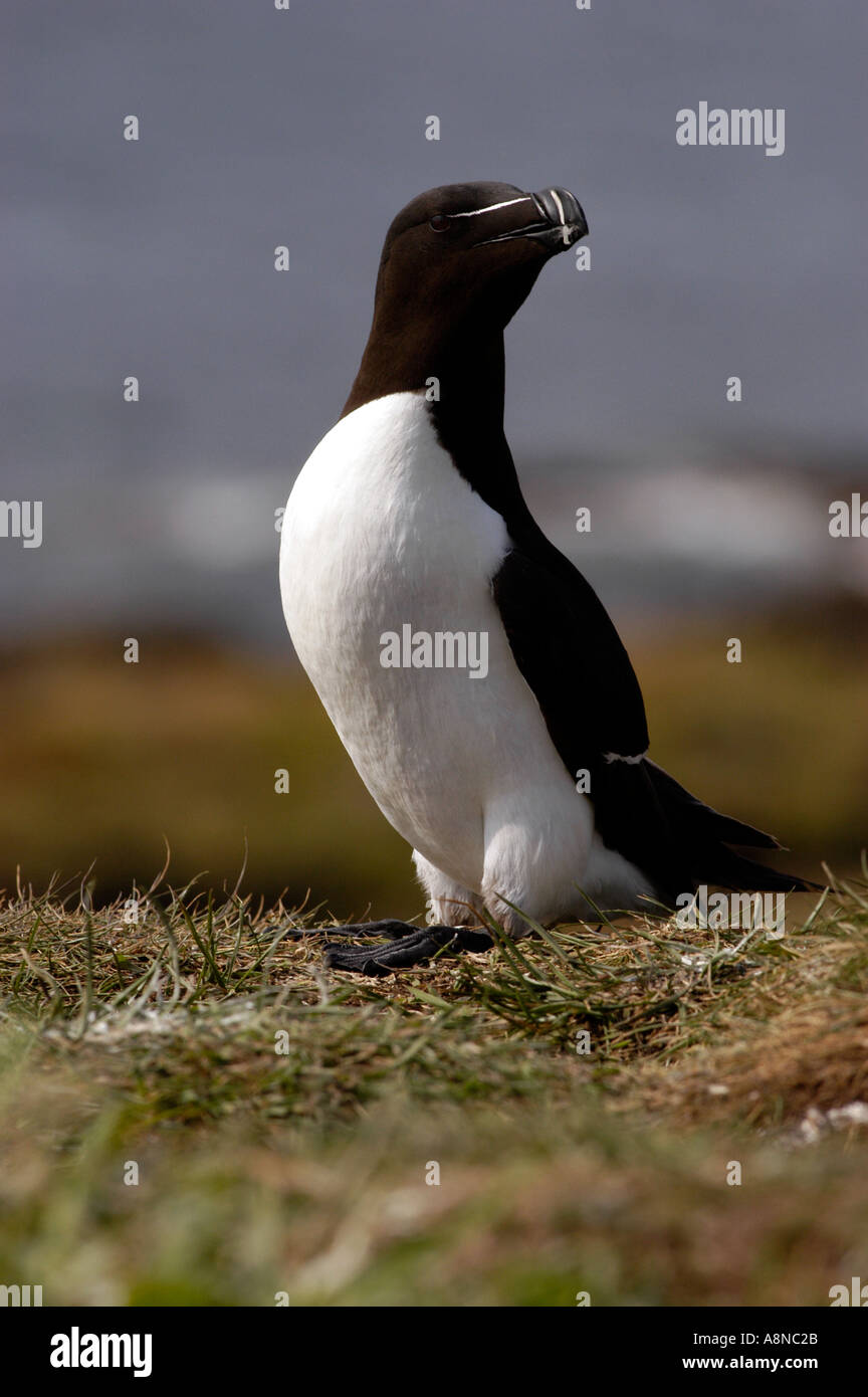 Aica torda hi-res stock photography and images - Alamy