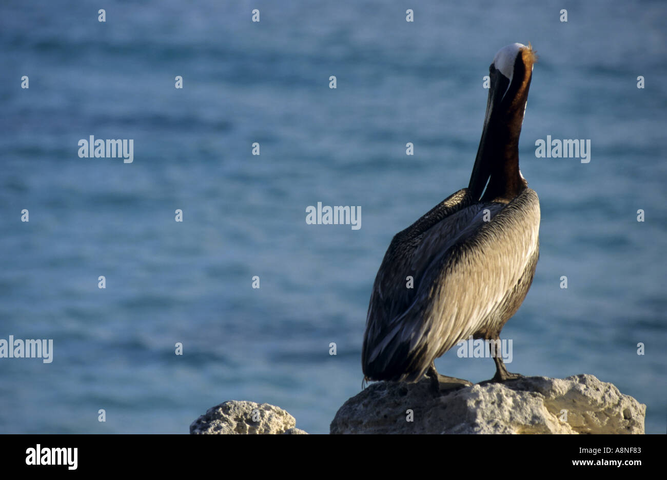 Mexico Cancun Yucatan Peninsula Pelican Facing The Caribbean Sea Stock ...