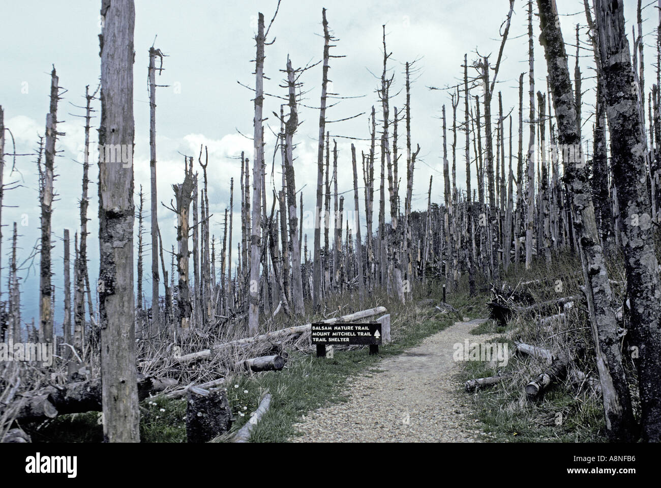 Mount Mitchell Acid Rain