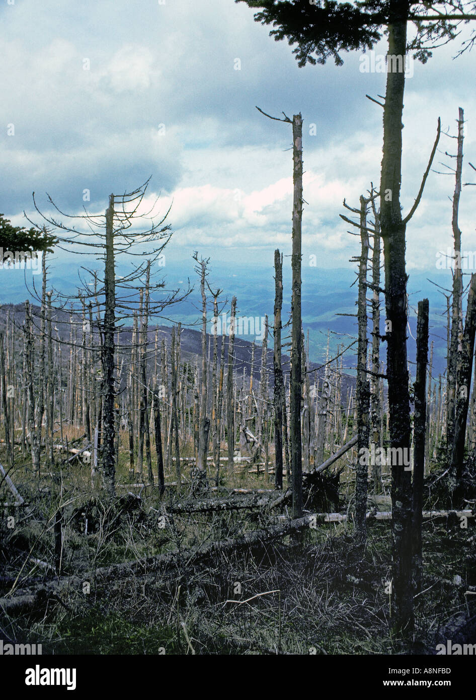 Acid rain damage appalachian mountains hi-res stock photography and ...