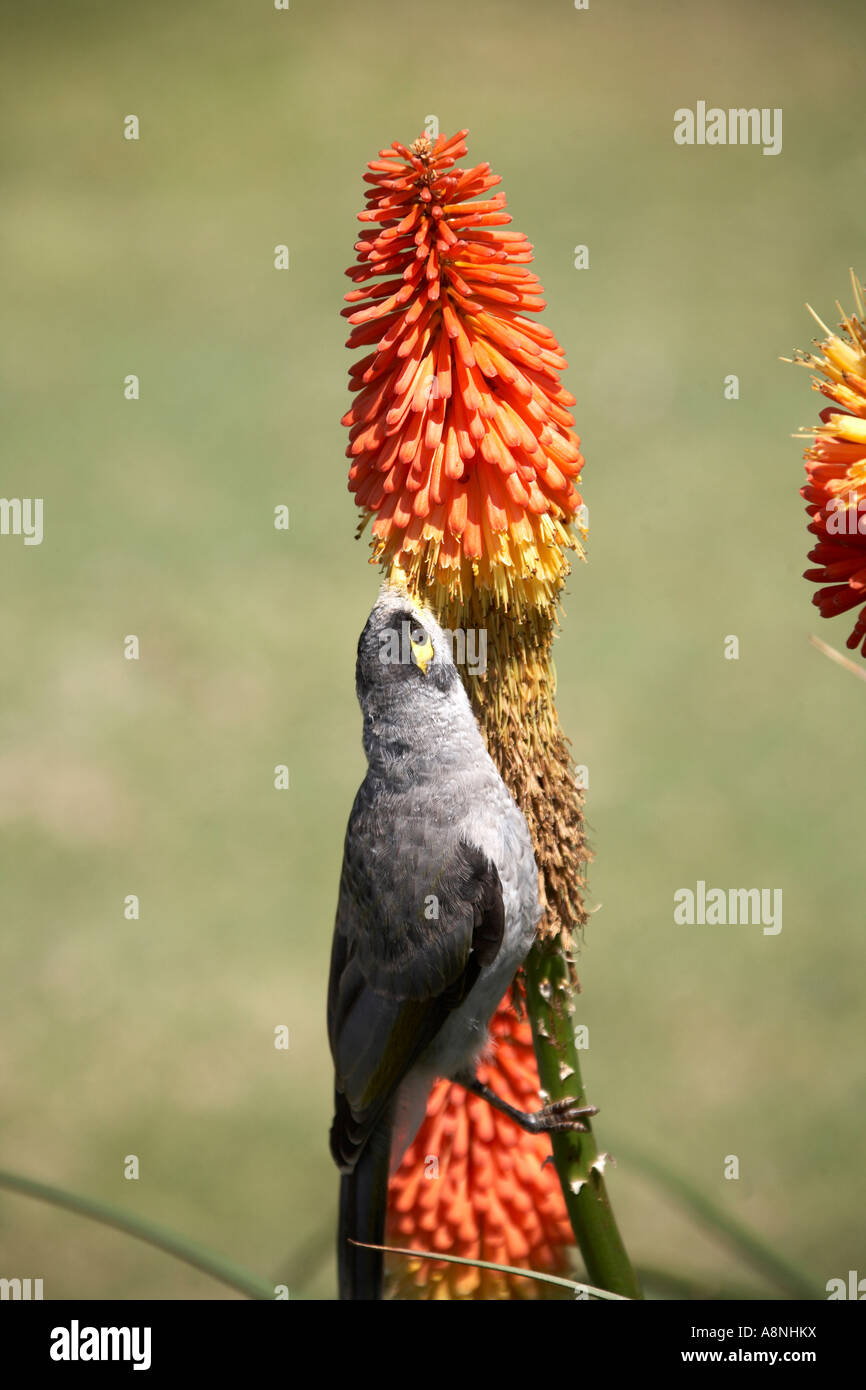Mynah bird drinking from red hot poker flowers in Government House ...