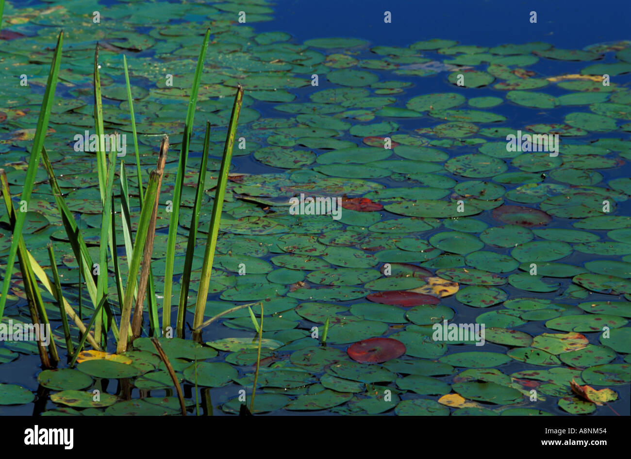 Pond many water lilies hi-res stock photography and images - Alamy