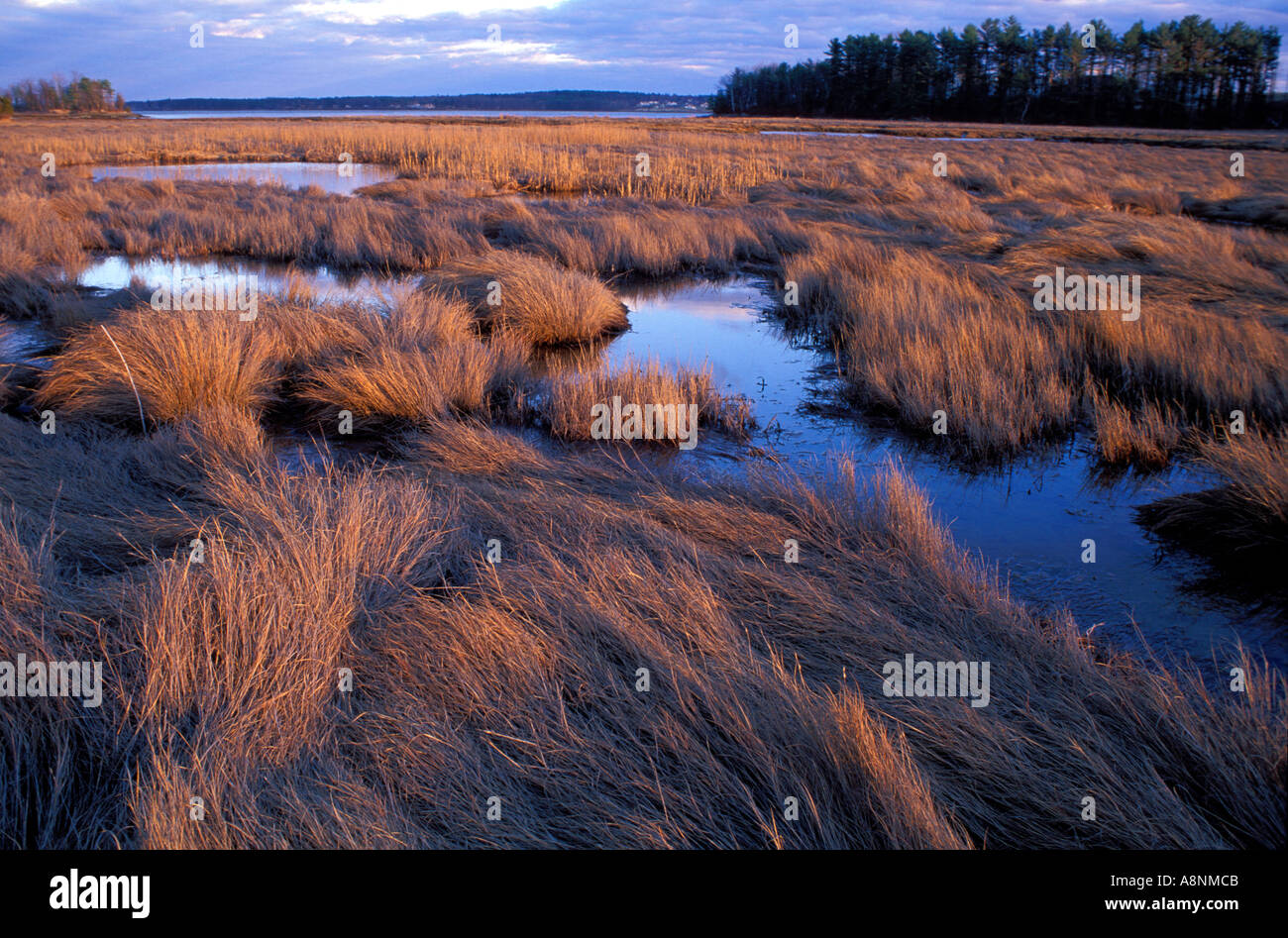 Wetlands Great Bay April Tidal estuary Salt Marsh Great Bay near Moody ...