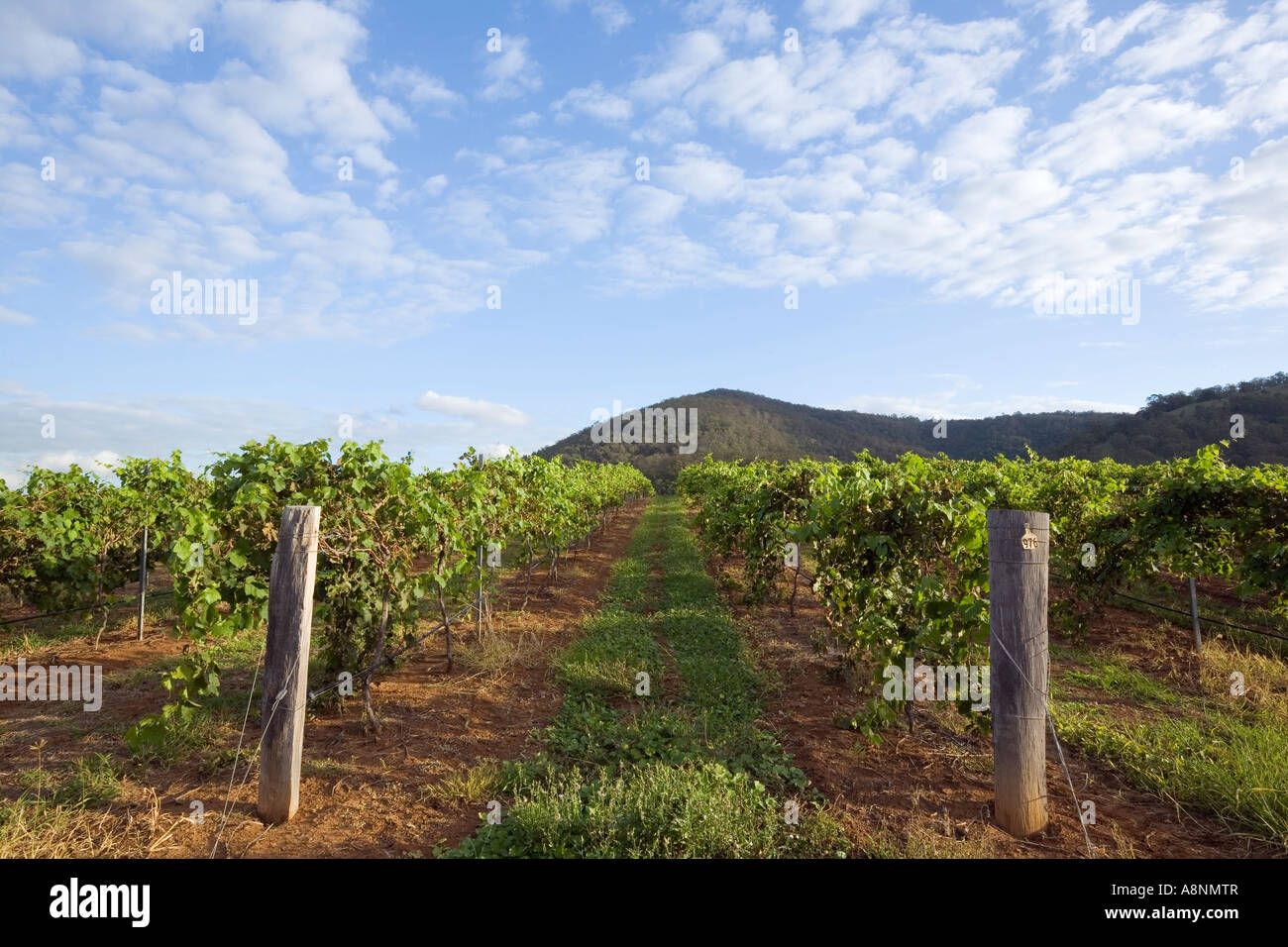 Wine country - Hunter Valley, New South Wales, AUSTRALIA Stock Photo ...