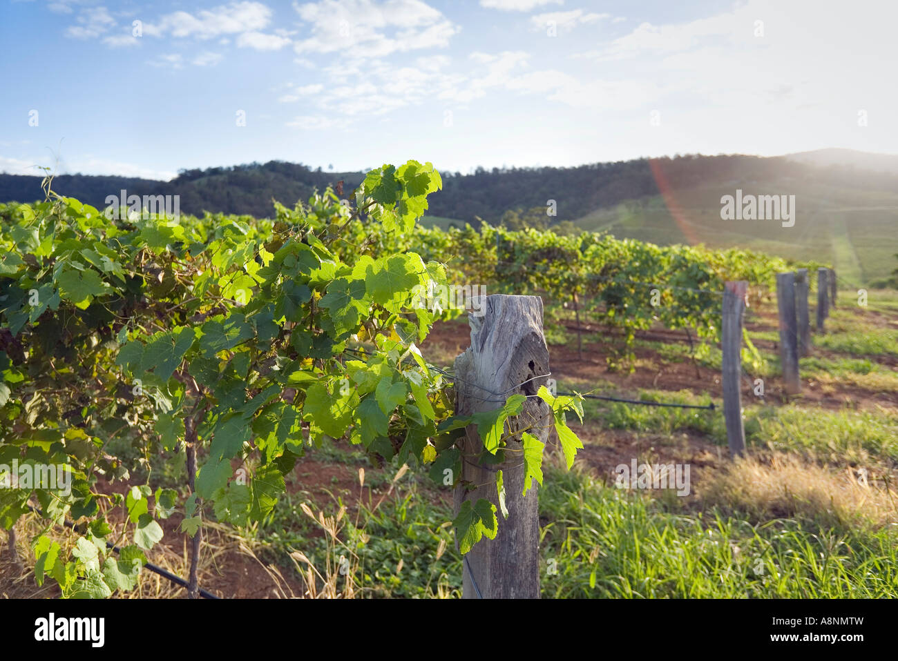 Wine country - Hunter Valley, New South Wales AUSTRALIA Stock Photo - Alamy