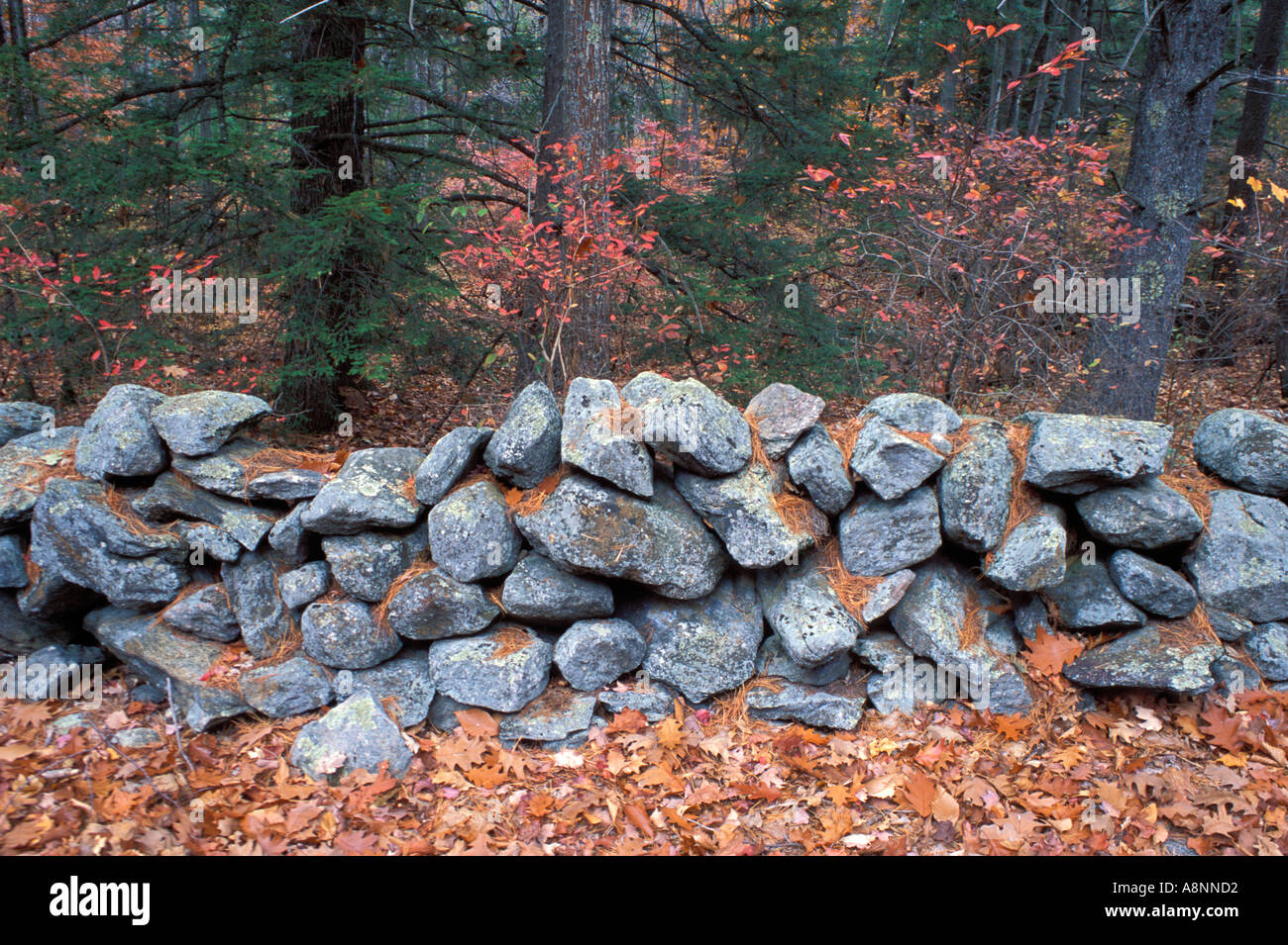 Stone wall and forest with autumn leaves Stock Photo - Alamy